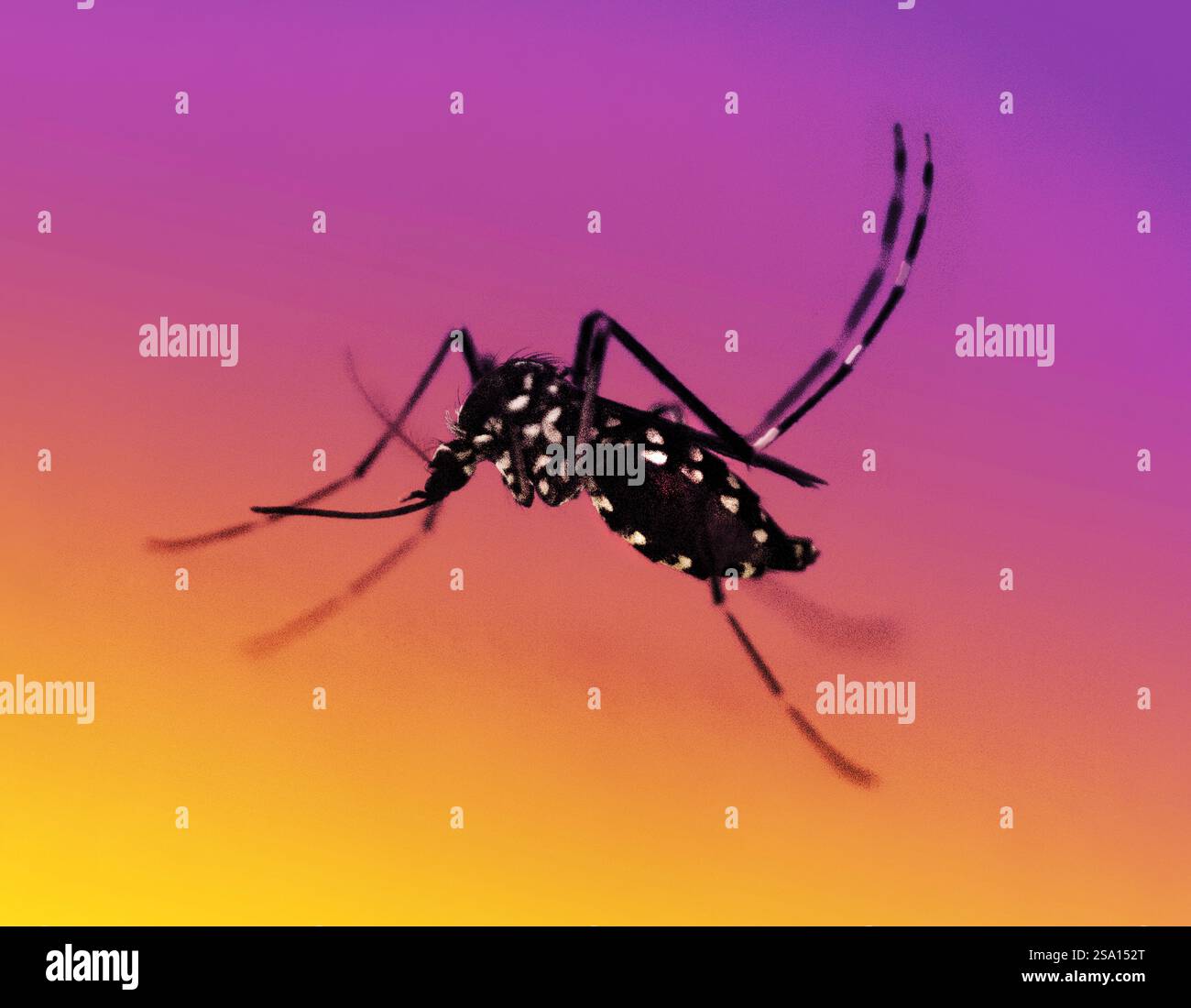 An Aedes mosquito. This species can transmit multiple diseases Stock ...