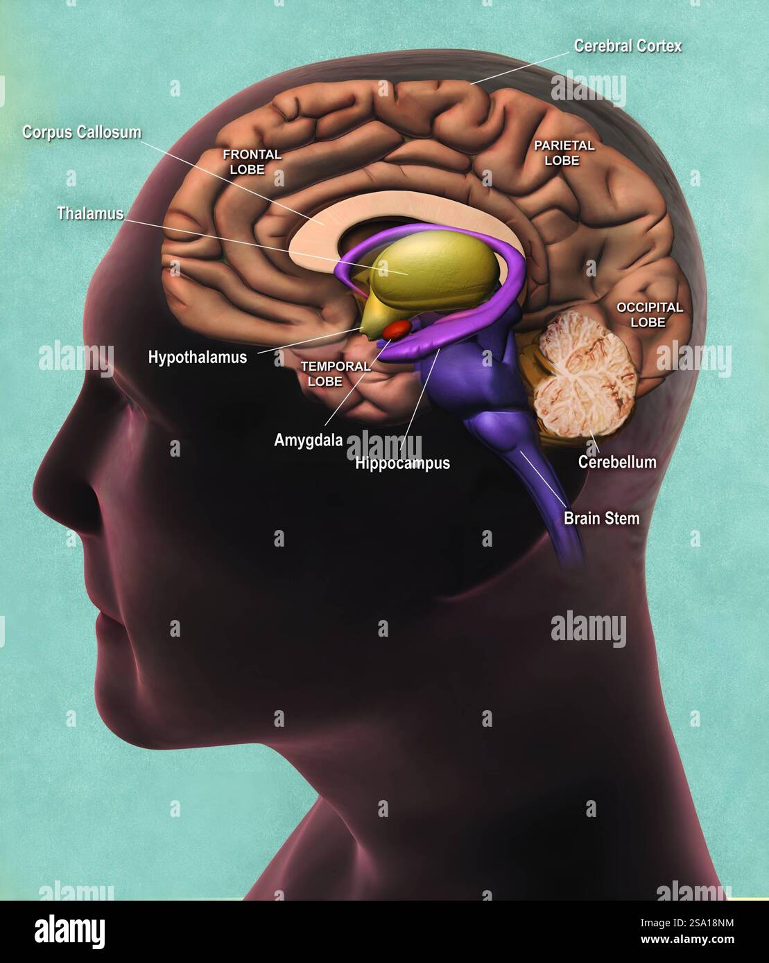 Side view illustration of the brain. Brain side view 016555 014 Stock ...