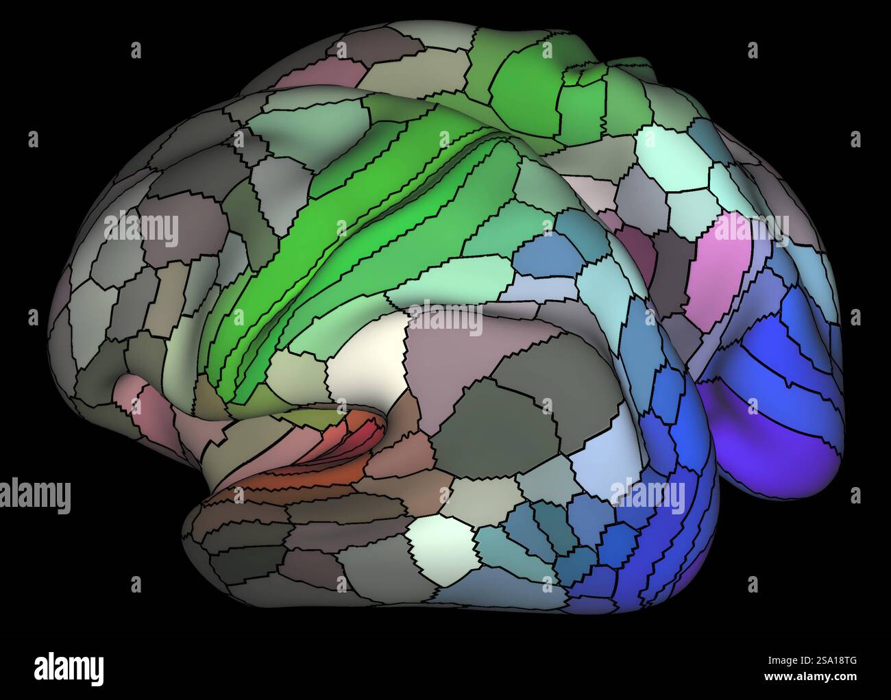 NIH-funded researchers have discovered that our brains cortex, or outer ...