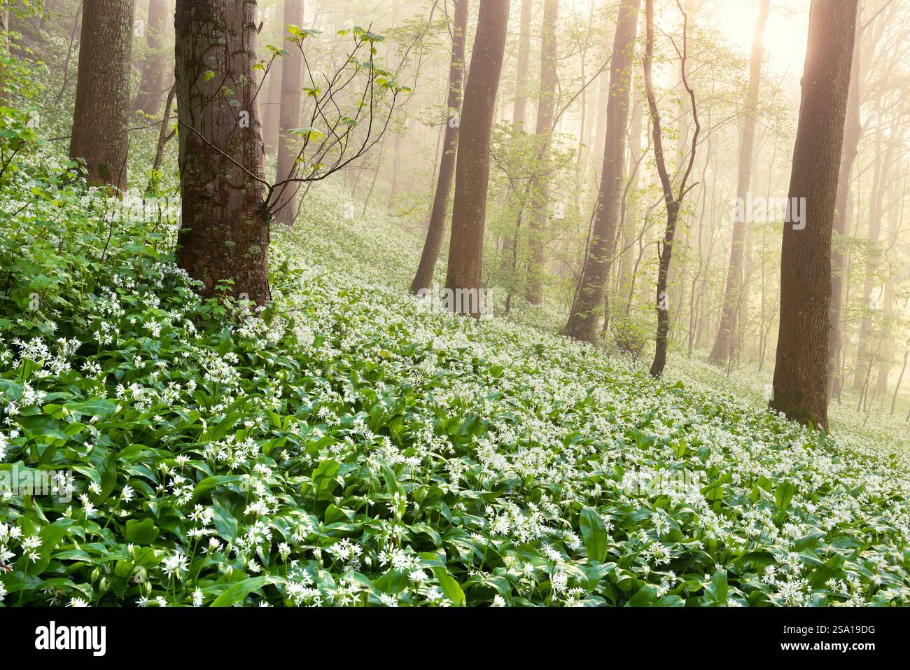 Spring wild garlic blossoming in a beautiful misty green woodland with ...