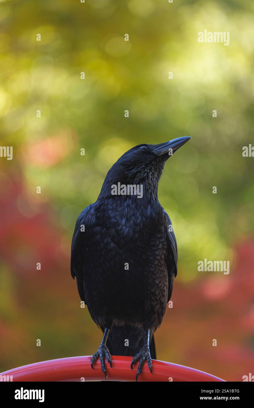 A black crow perches on a curved red bar, gazing off to the side as if ...