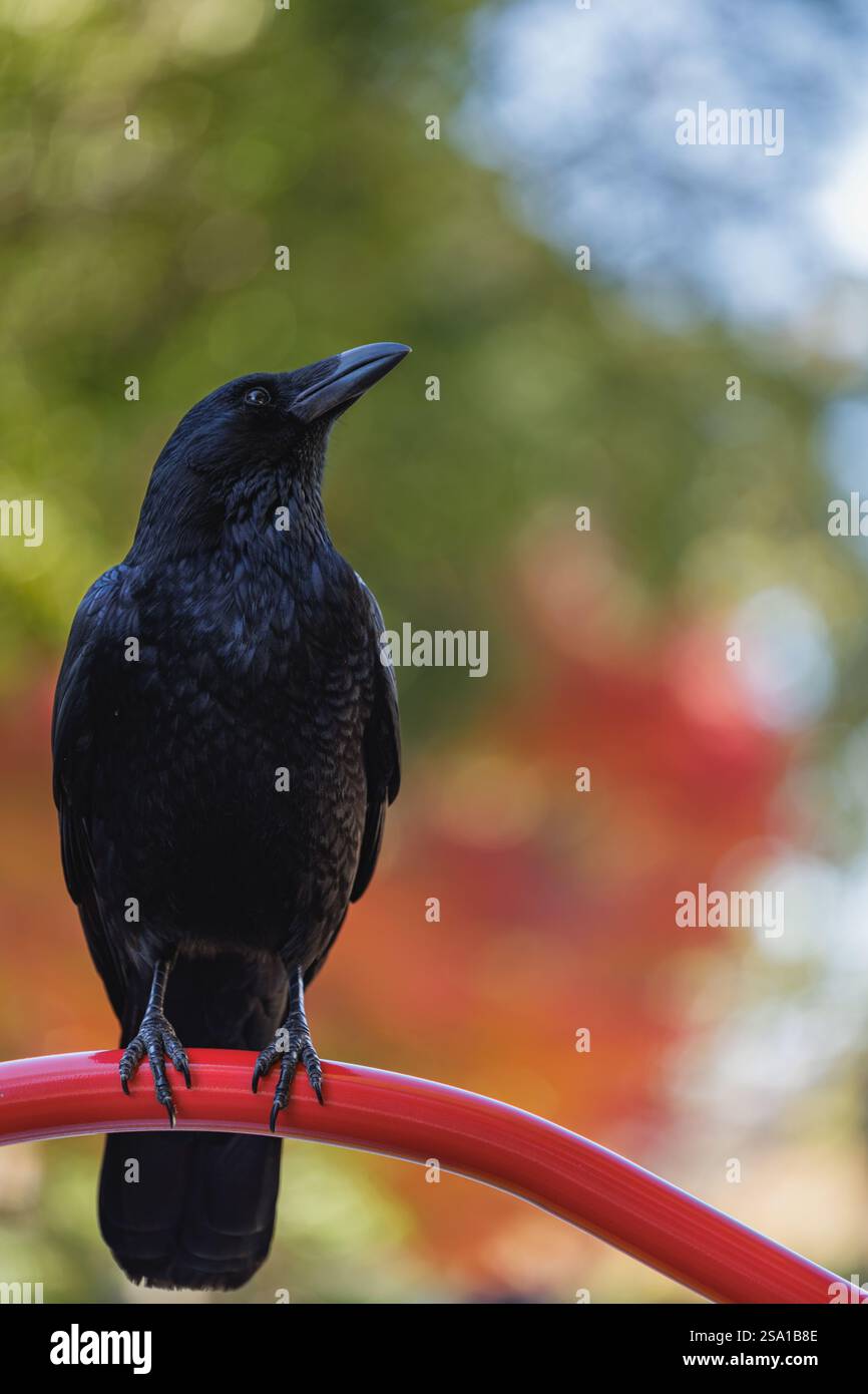 A black crow perches on a red metal bar surrounded by a blurred ...