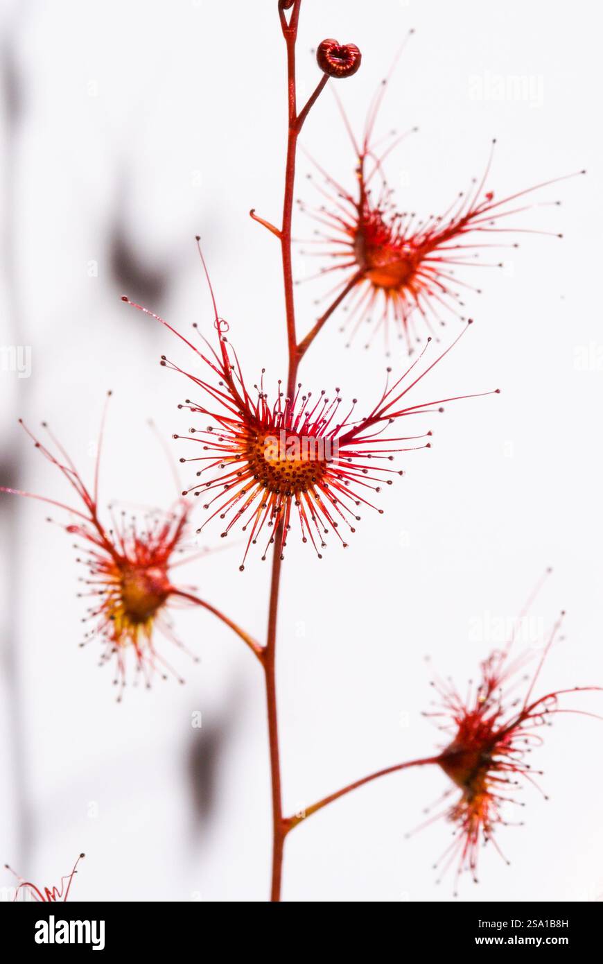 Red sticky leaves of the Giant sundew (Drosera gigantea) with white ...