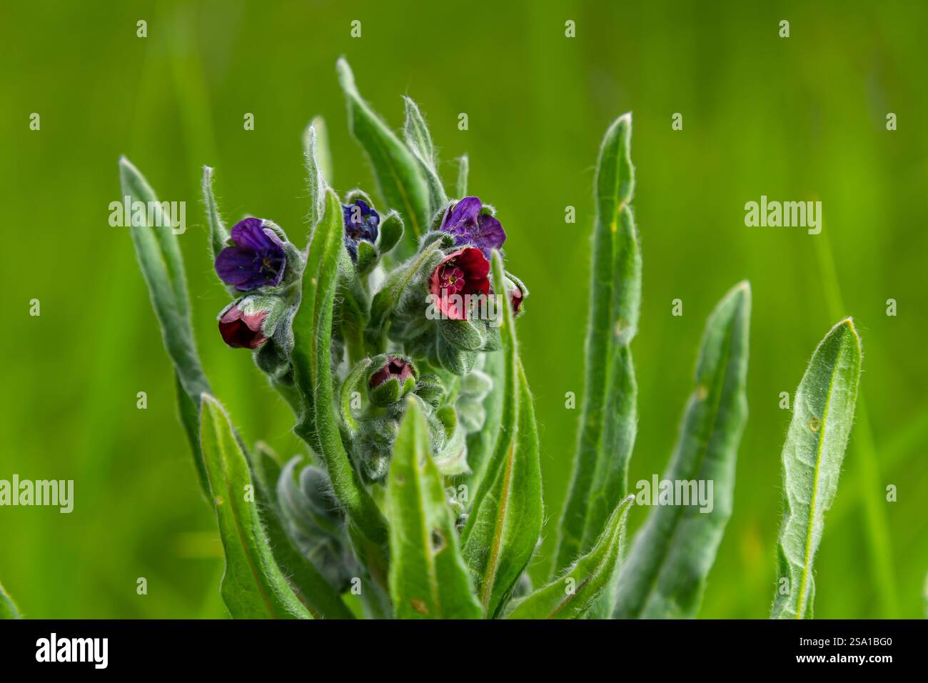 In the wild, Cynoglossum officinale blooms among grasses. A close-up of ...