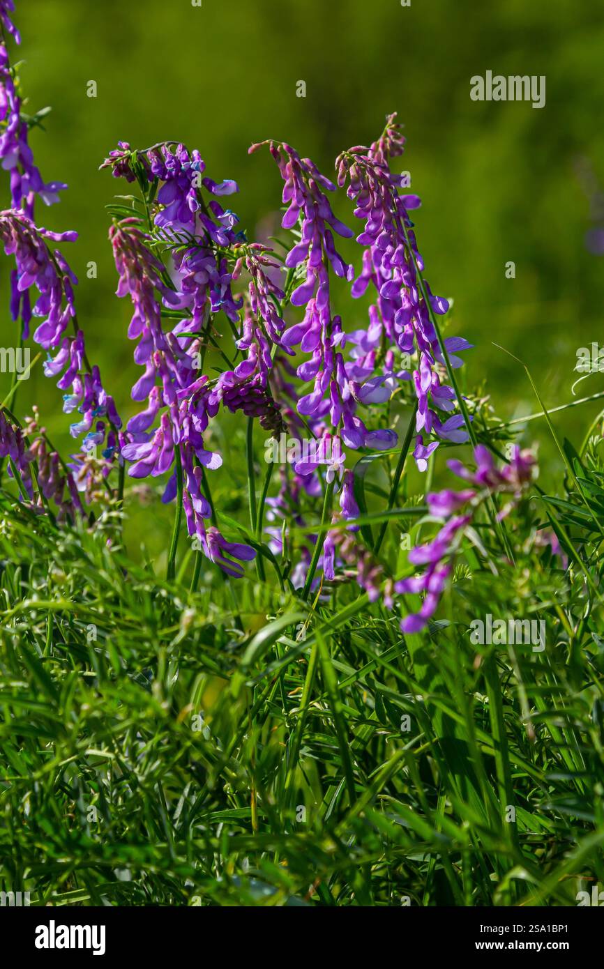 Vetch, vicia cracca valuable honey plant, fodder, and medicinal plant ...
