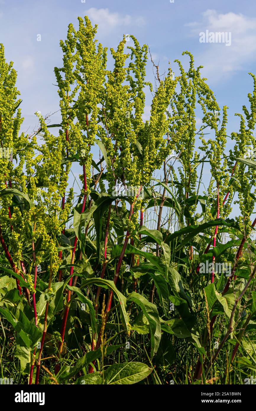 Part of a sorrel bush Rumex confertus growing in the wild with dry ...