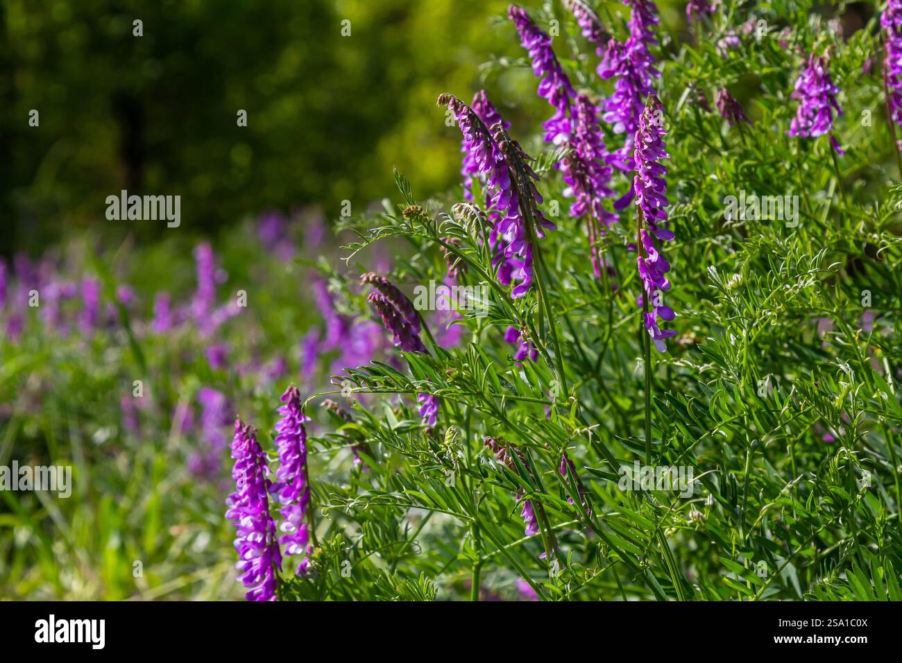 Vetch, vicia cracca valuable honey plant, fodder, and medicinal plant ...