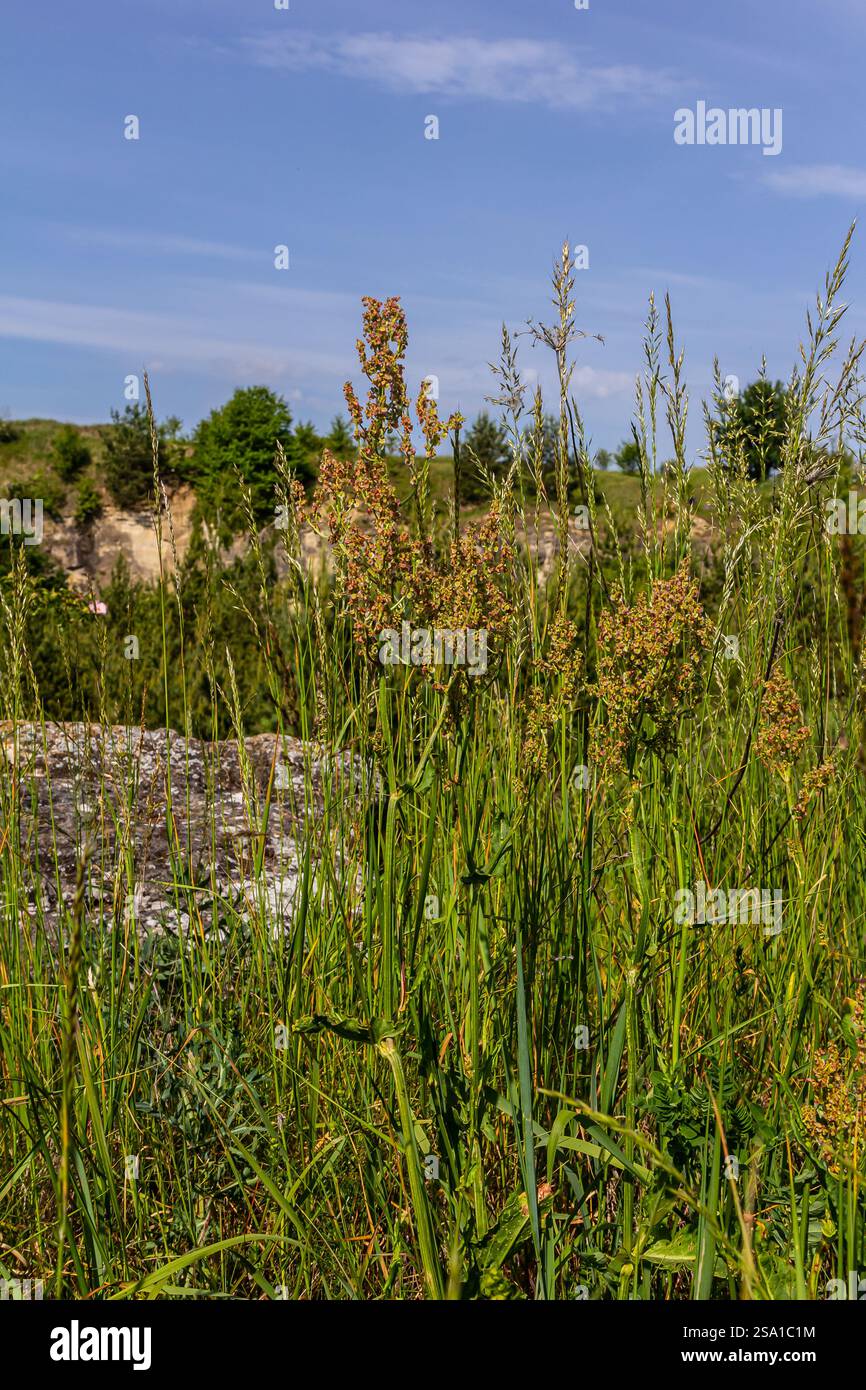 Part of a sorrel bush Rumex confertus growing in the wild with dry ...