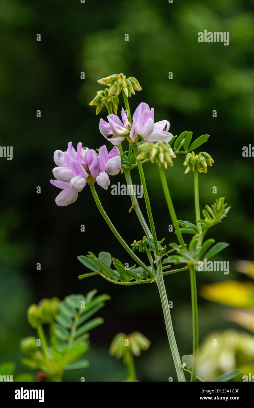 the flowers of Securigera varia - crownvetch, purple crown vetch Stock ...