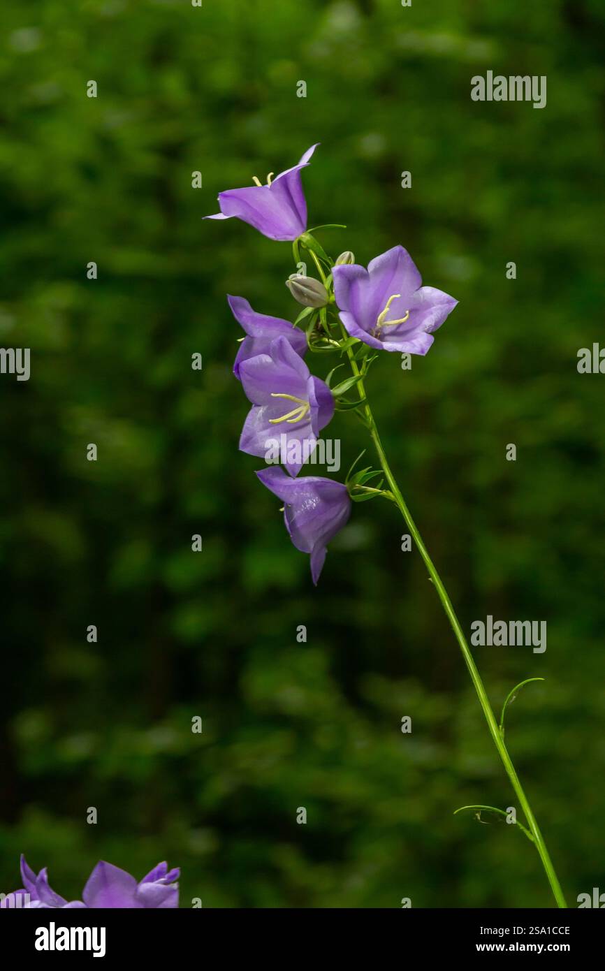 Photo of Campanula latifolia flower, broad-leaved bellflower, urple ...