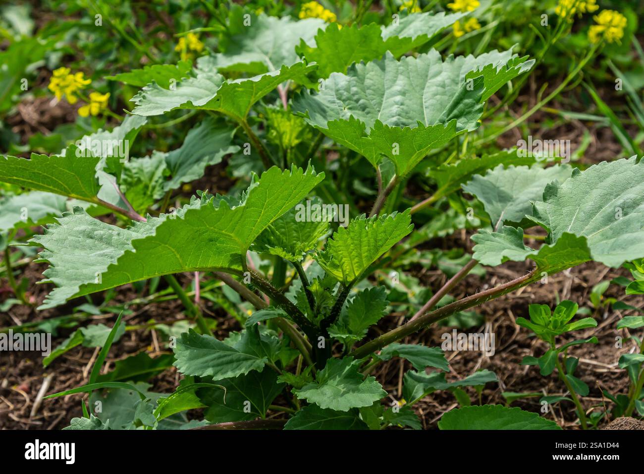 Heracleum, cow parsnip,parsnip. Green large leaves of a fast growing ...