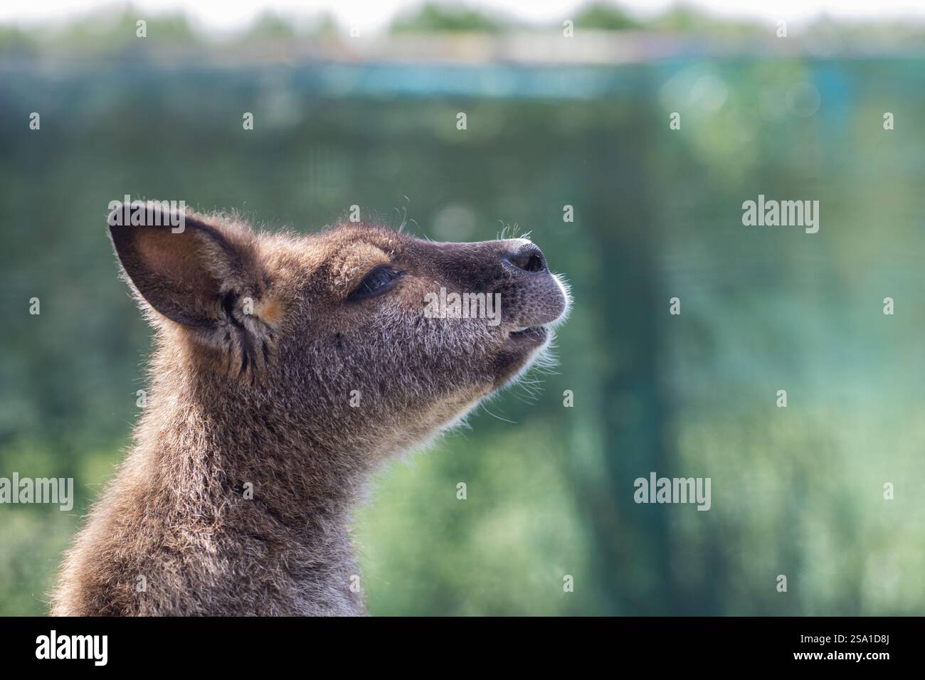 Cute fluffy wallaby in the park. Marsupial mammals. Australia Stock ...
