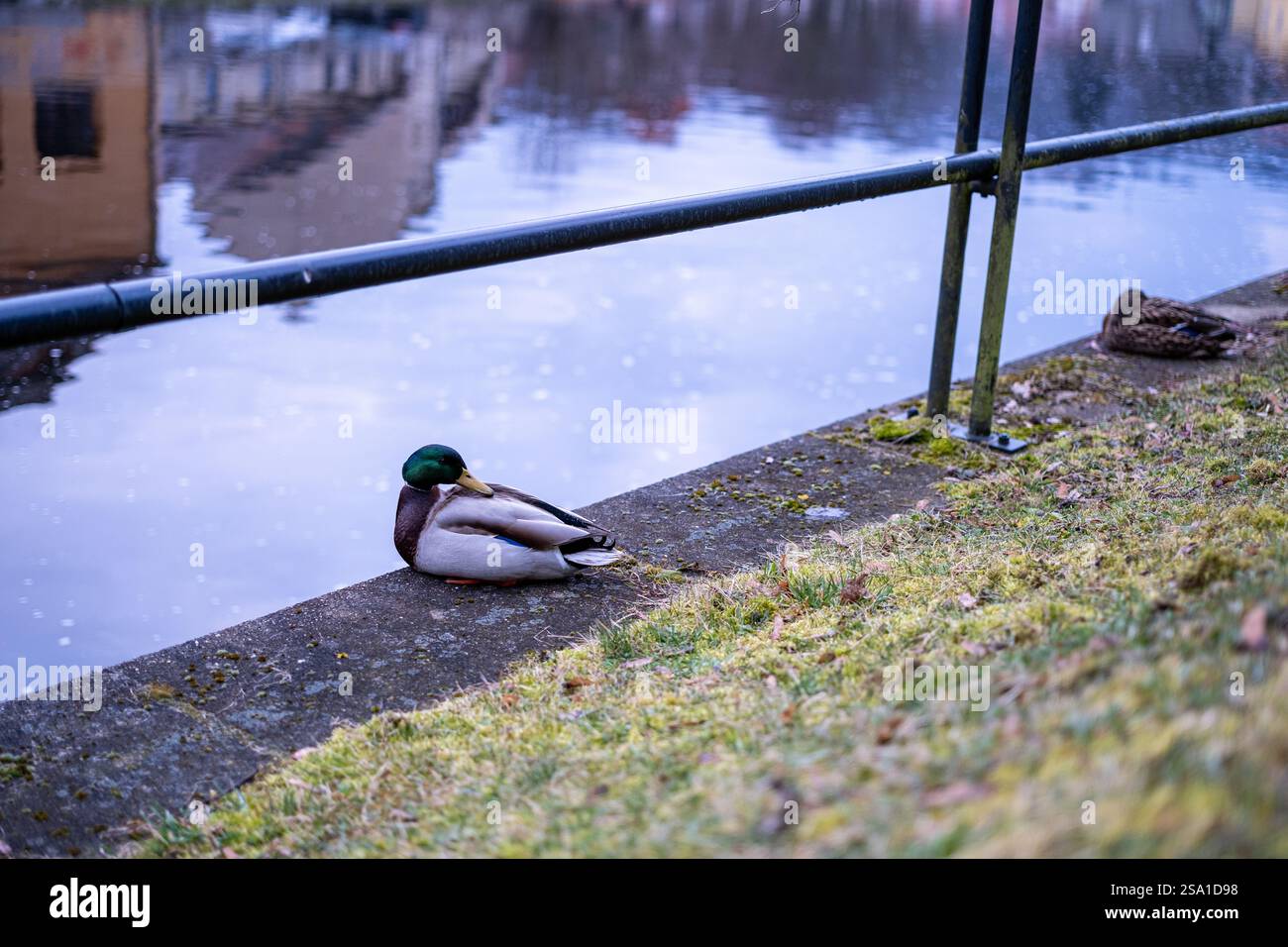 Resting Mallard by the Riverside Stock Photo - Alamy
