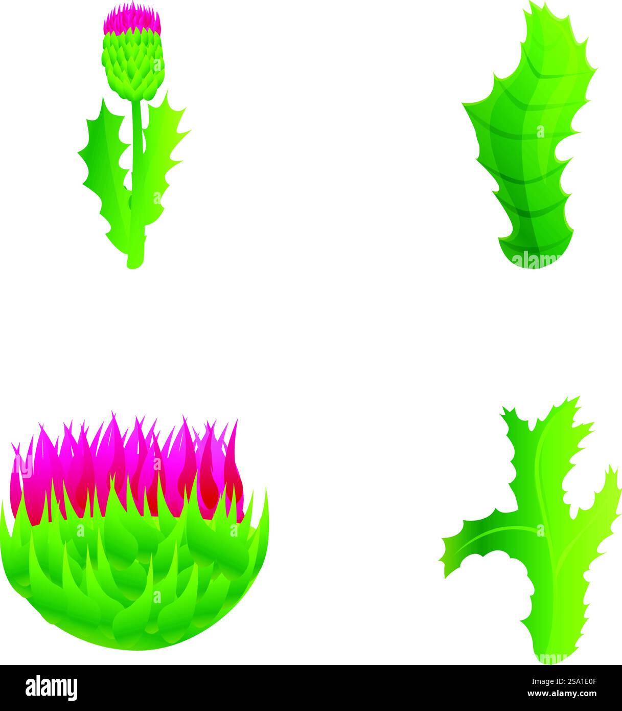 Thistle icons set cartoon vector. Purple flowering thistle with leaf ...