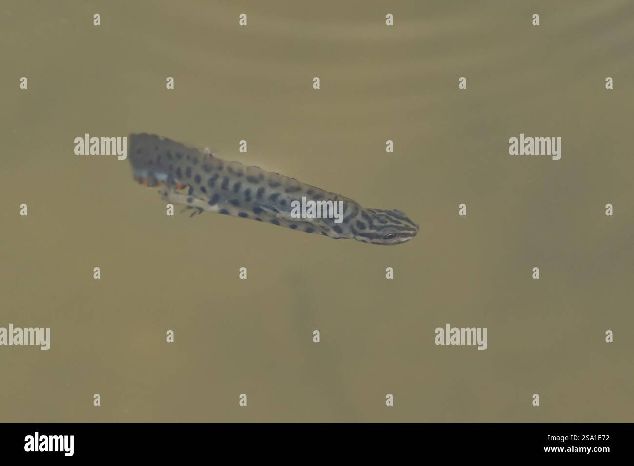 Smooth or Common newt (Lissotriton vulgaris) adult amphibian swimming ...