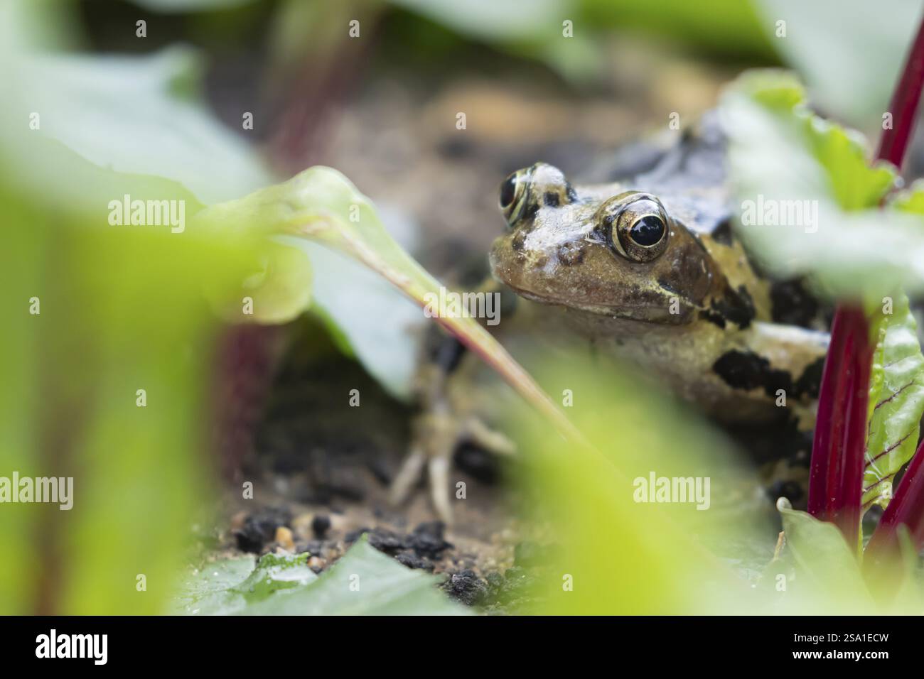 Common frog (Rana temporaria) adult amphibian in a garden vegetable ...