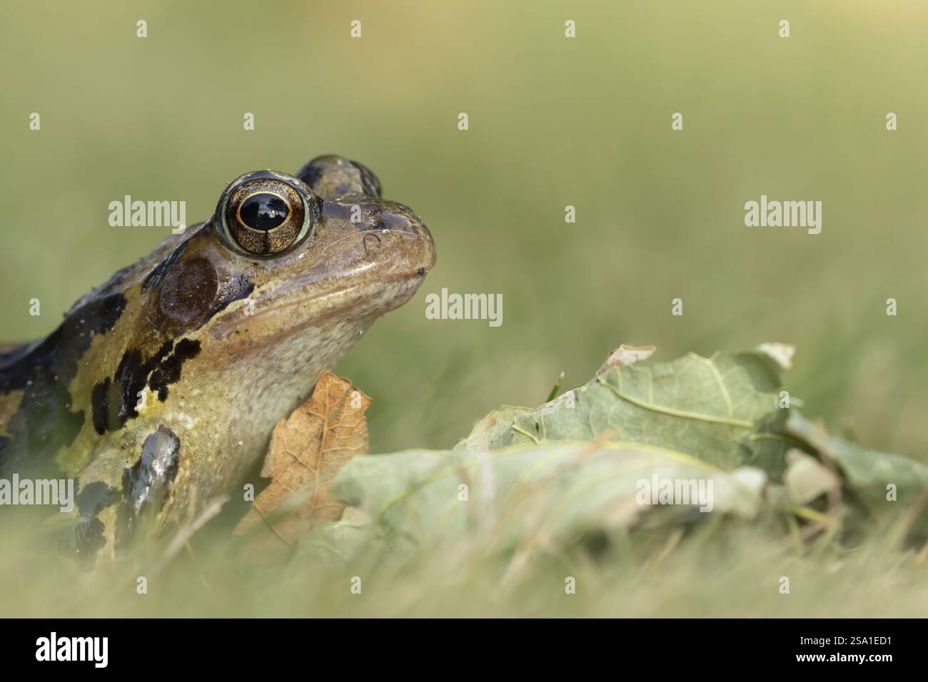 Common frog (Rana temporaria) adult amphibian on grass of a garden lawn ...