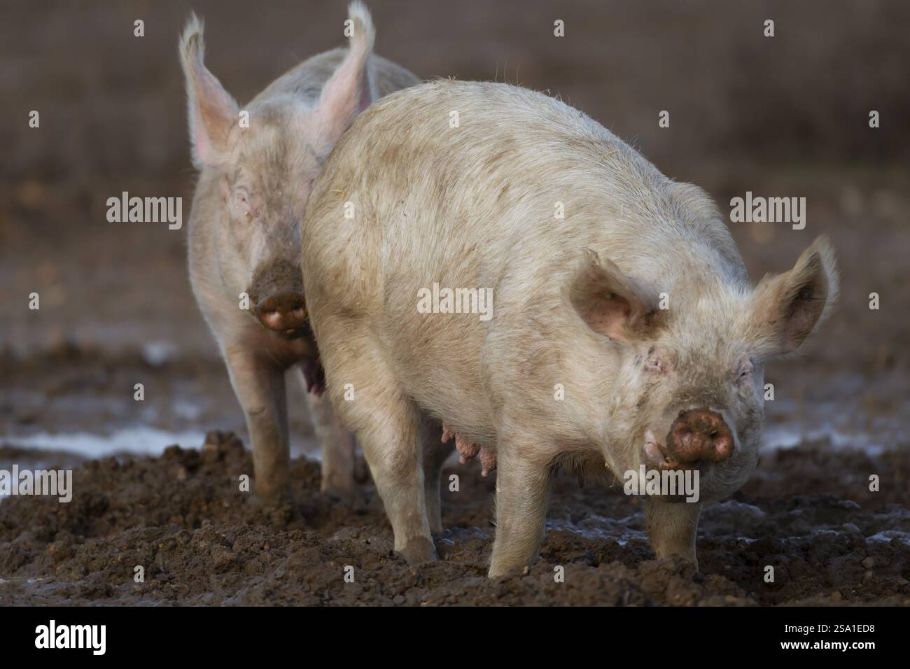 Domestic pig (Sus scrofa domesticus) two adult farm animals standing in ...