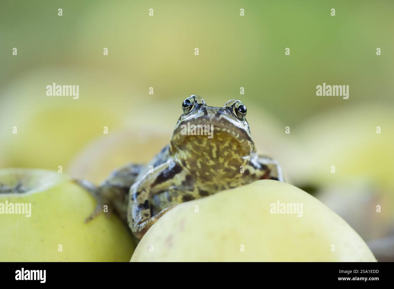 Common frog (Rana temporaria) adult amphibian on fallen apples in a ...