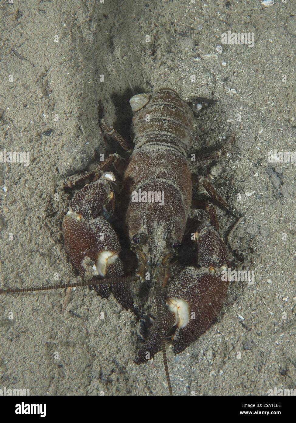 A crayfish with strong claws, signal crayfish (Pacifastacus leniusculus ...