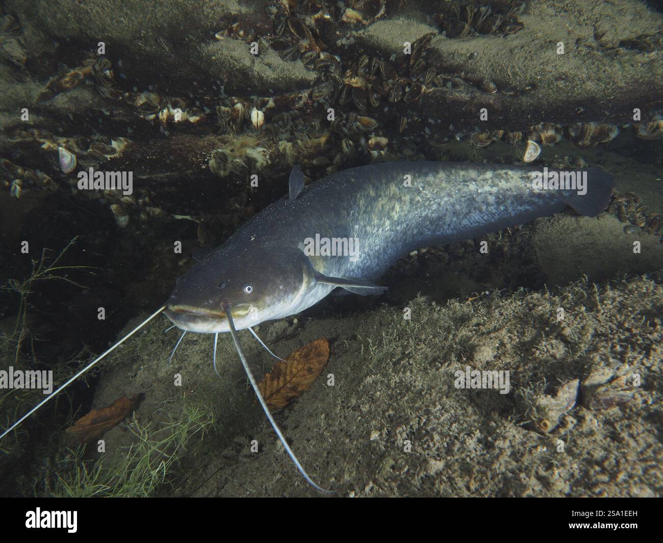 A catfish (Silurus glanis), Waller, swimming over sandy bottom ...