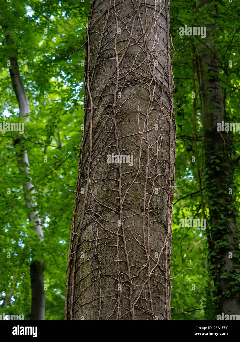 Ivy tendrils entwine a beech trunk, in the Felsenmeer nature reserve ...