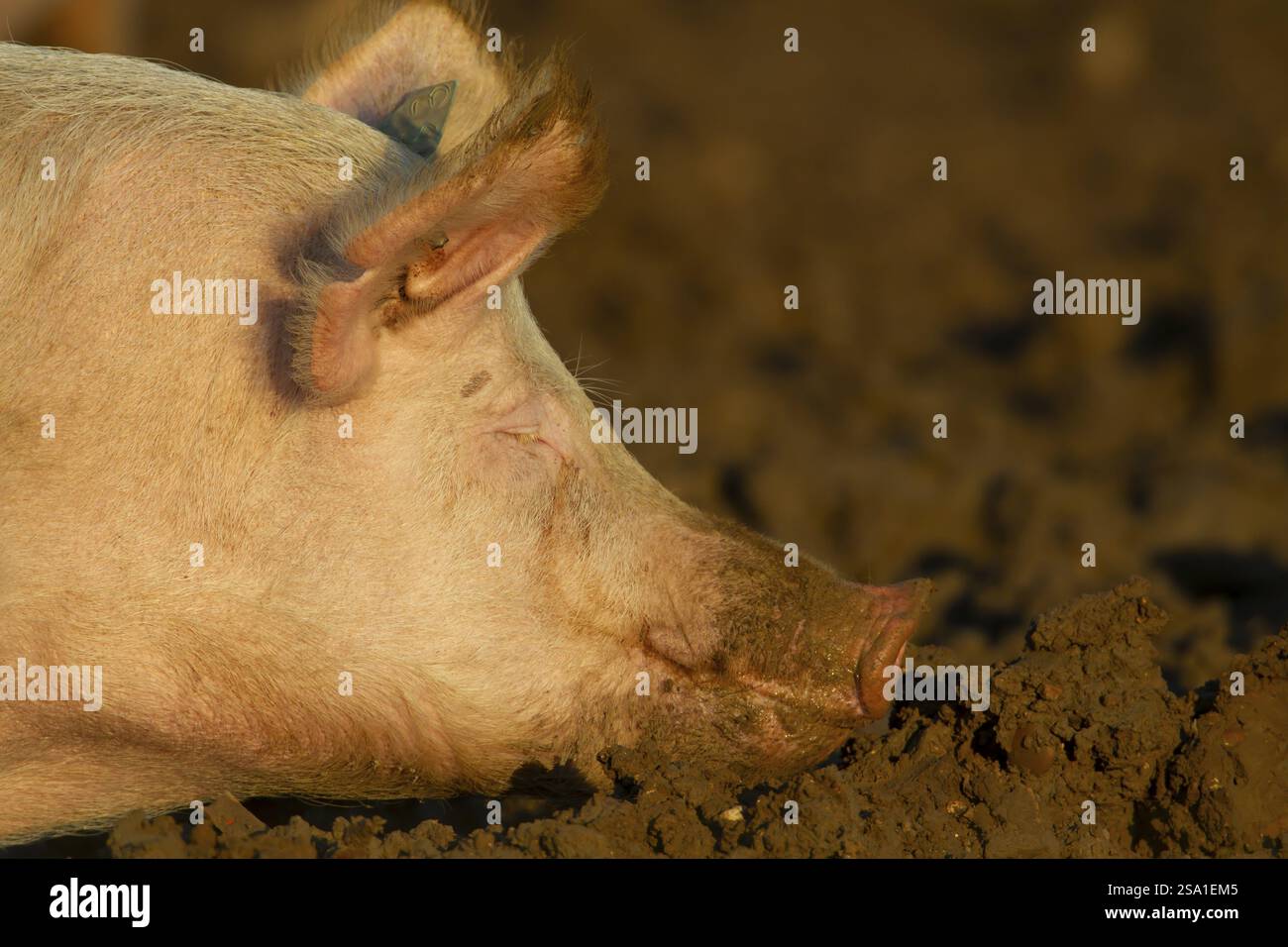 Domestic pig (Sus scrofa domesticus) adult farm animal sleeping in a ...
