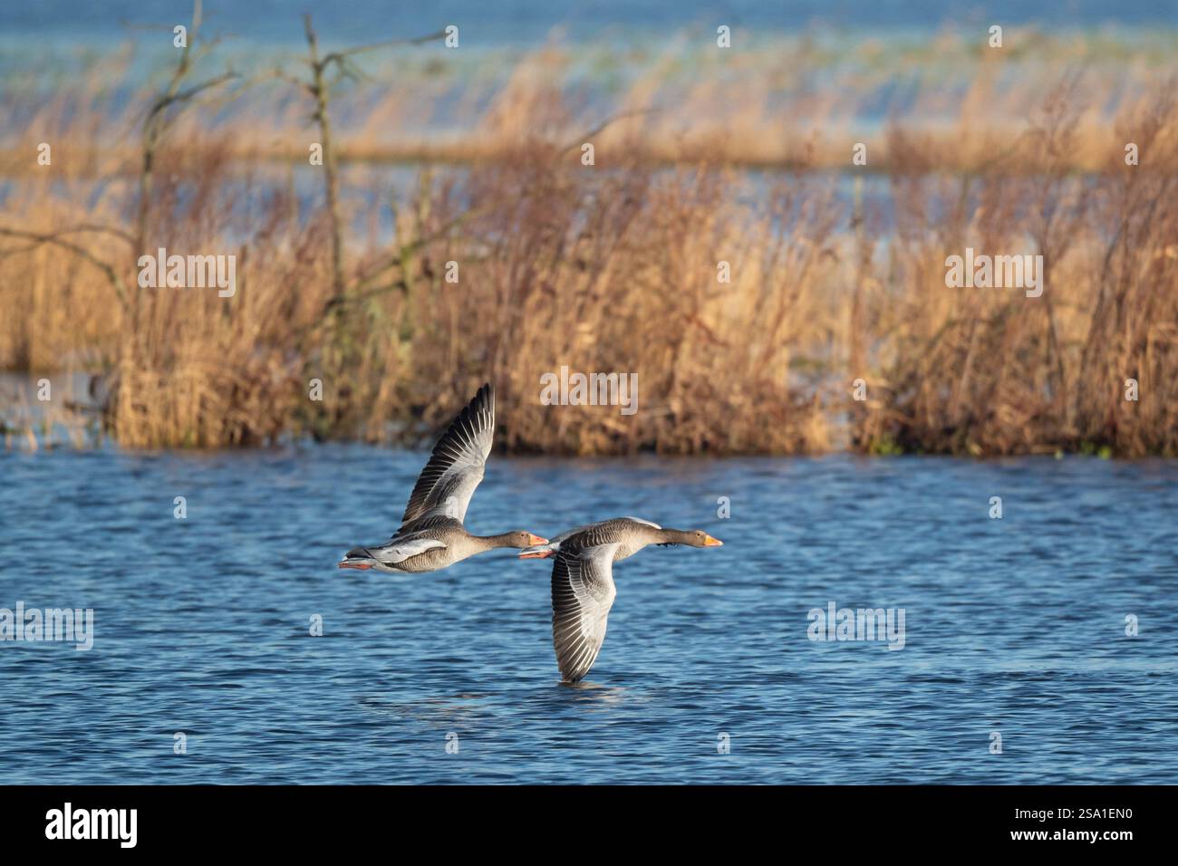 Pair of greylag geese flying together, in the Grossen Rosin Moor nature ...