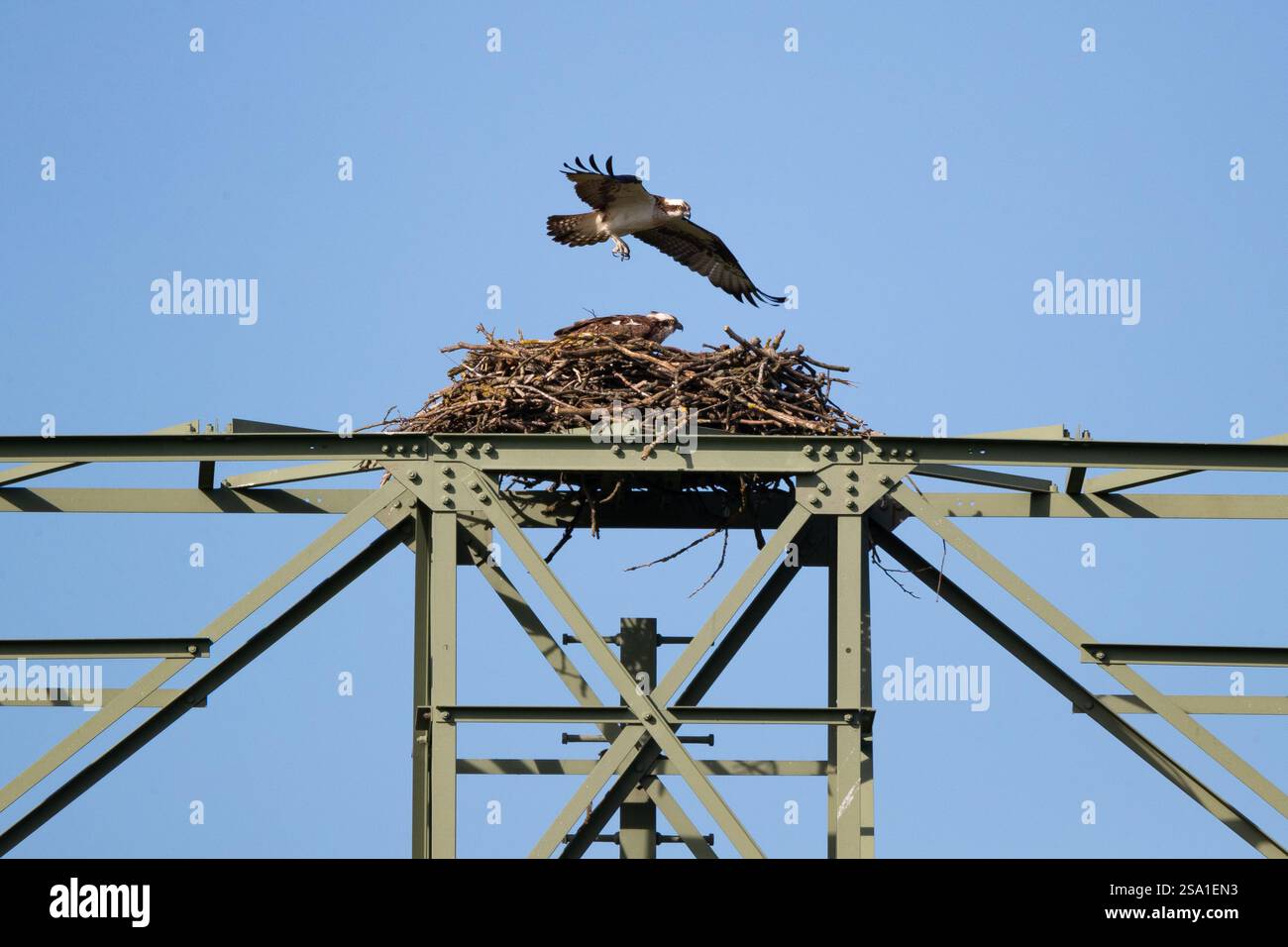 An osprey flies over its eyrie, Mueritz region, Mecklenburg-Western ...