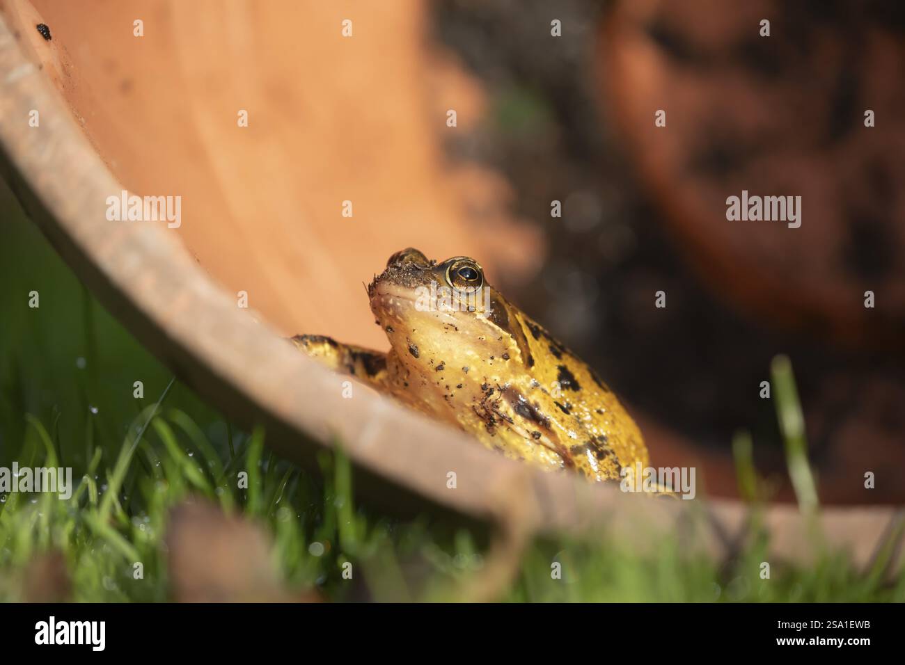 Common frog (Rana temporaria) adult amphibian in a garden plant pot ...