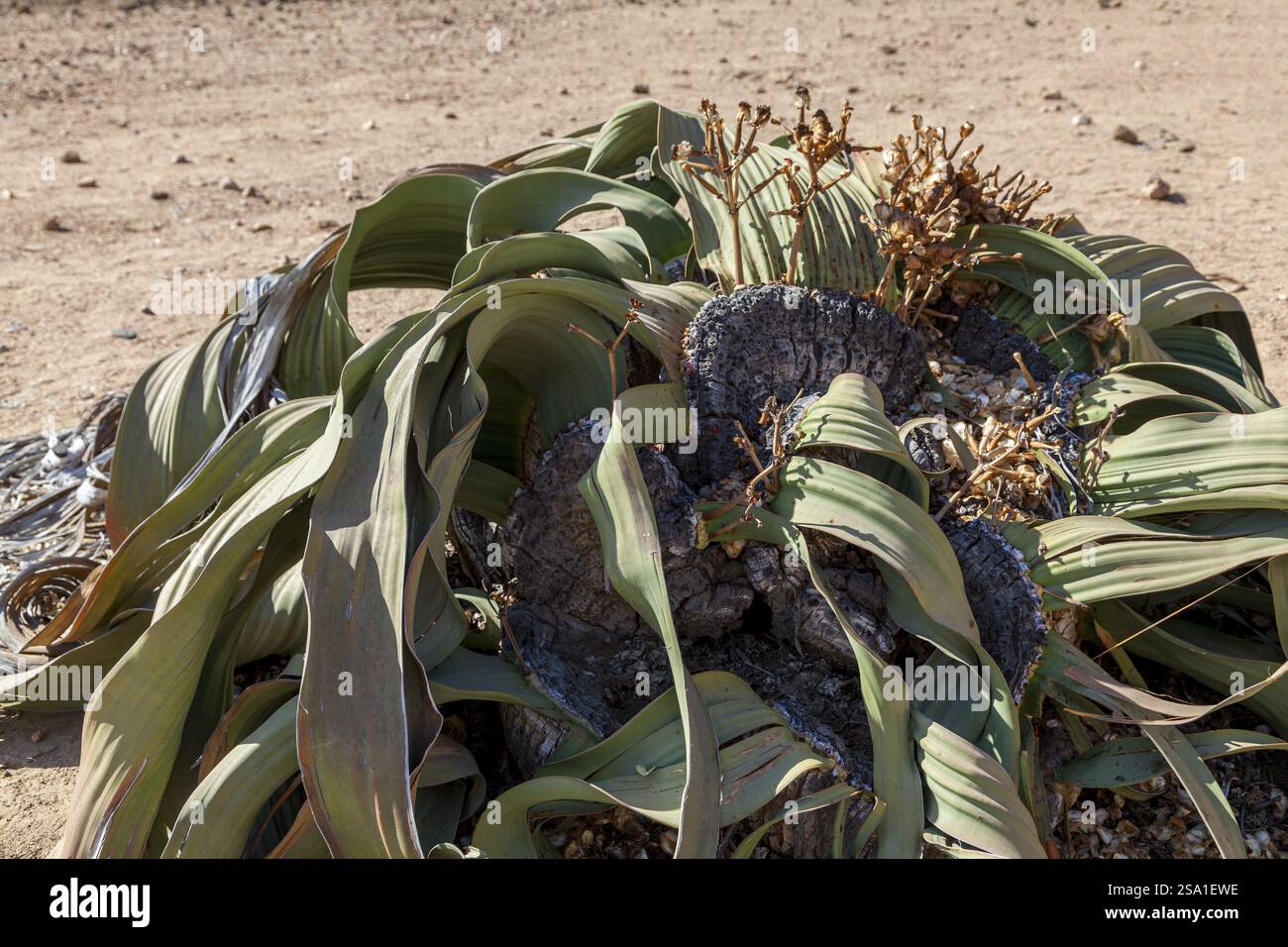Welwitschia (Welwitschia mirabilis), Namibia, Africa Stock Photo - Alamy