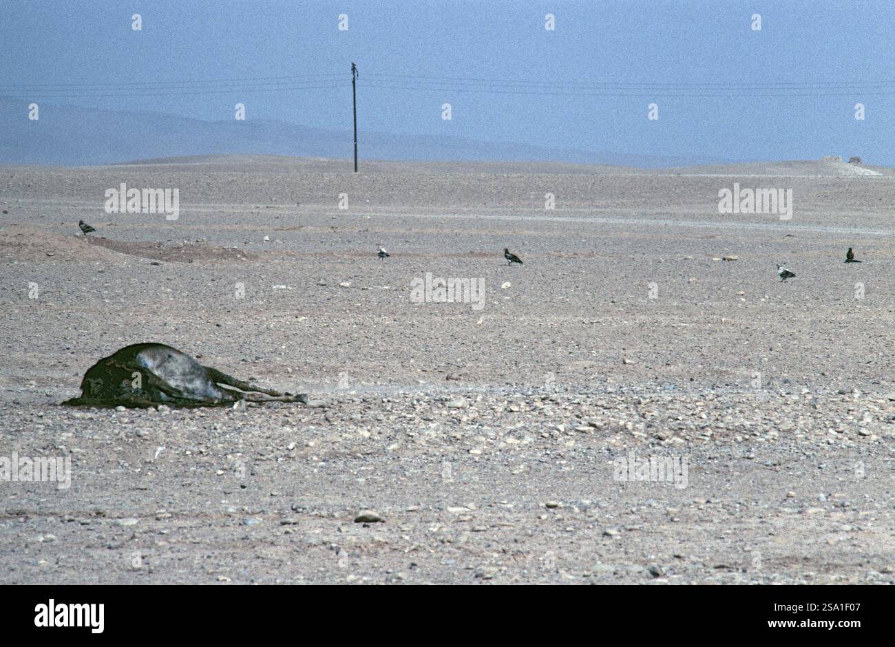 Donkey carcass, waiting vultures, high plateau, Syrian desert, Syria ...