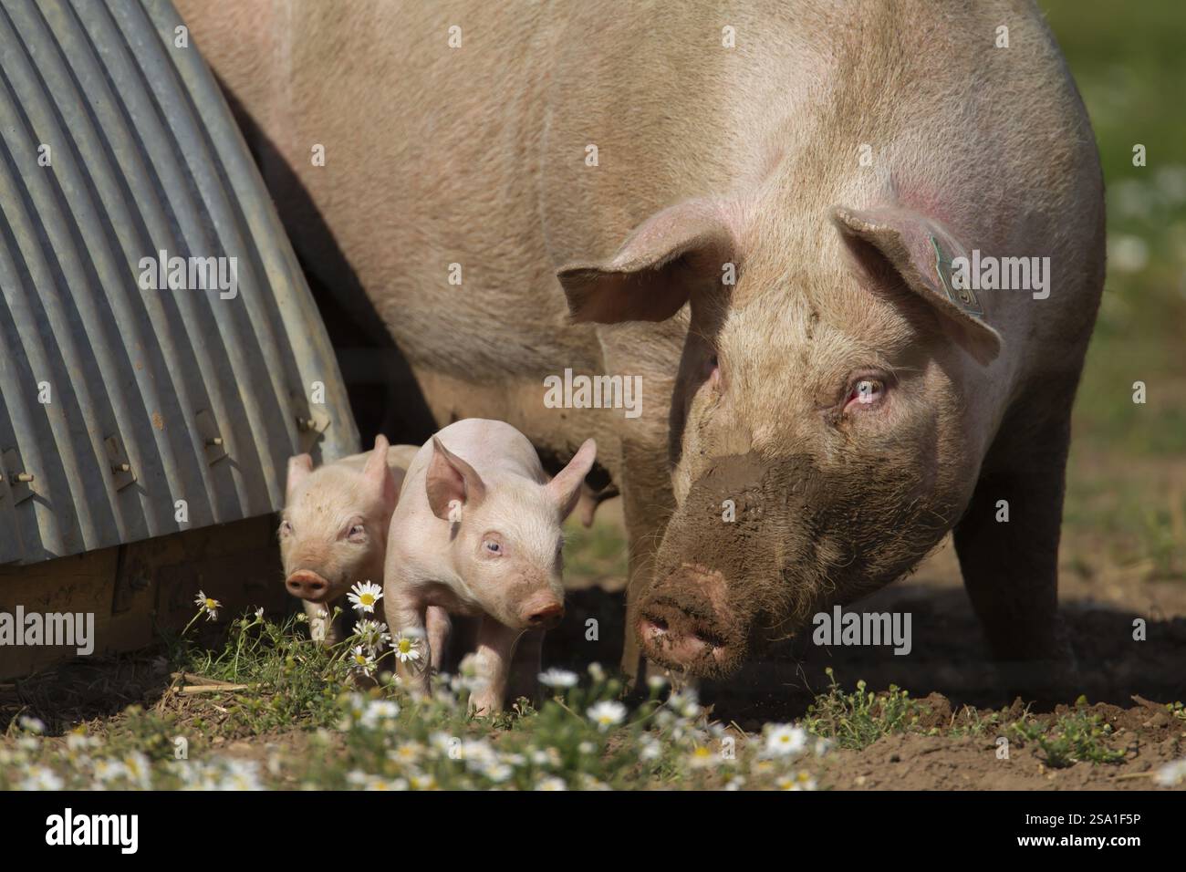 Domestic pig (Sus scrofa domesticus) adult mother and two juvenile baby piglets farm animals in ...