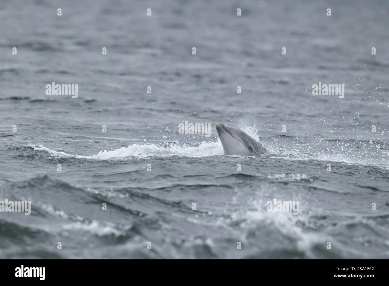 Common bottlenose dolphin (Tursiops truncatus) adult marine mammal on ...