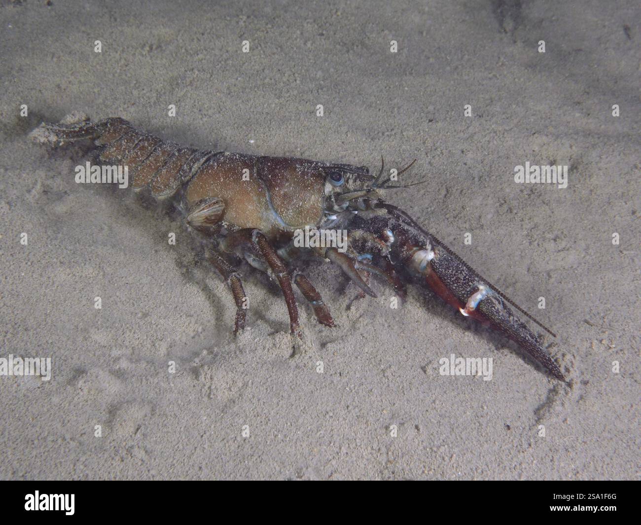 Examples of invasive species hi-res stock photography and images - Alamy