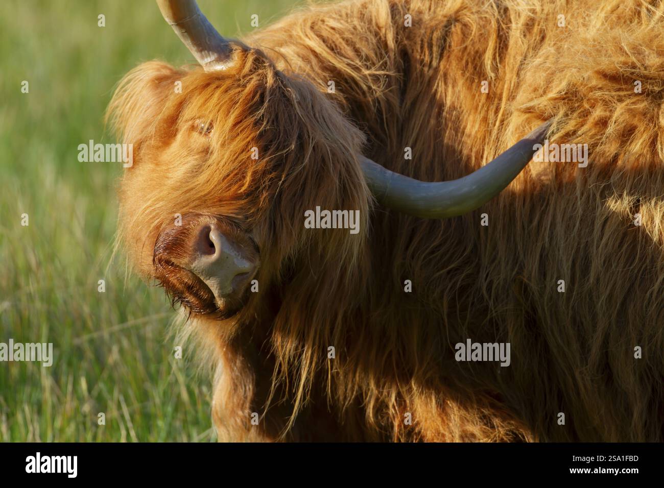 Highland cattle or cow (Bos taurus taurus) adult farm animal in a grass ...