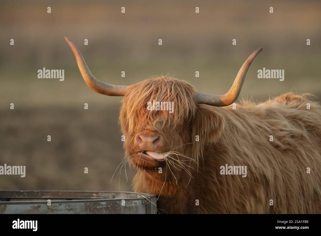 Highland cattle or cow (Bos taurus taurus) adult farm animal eating hay ...