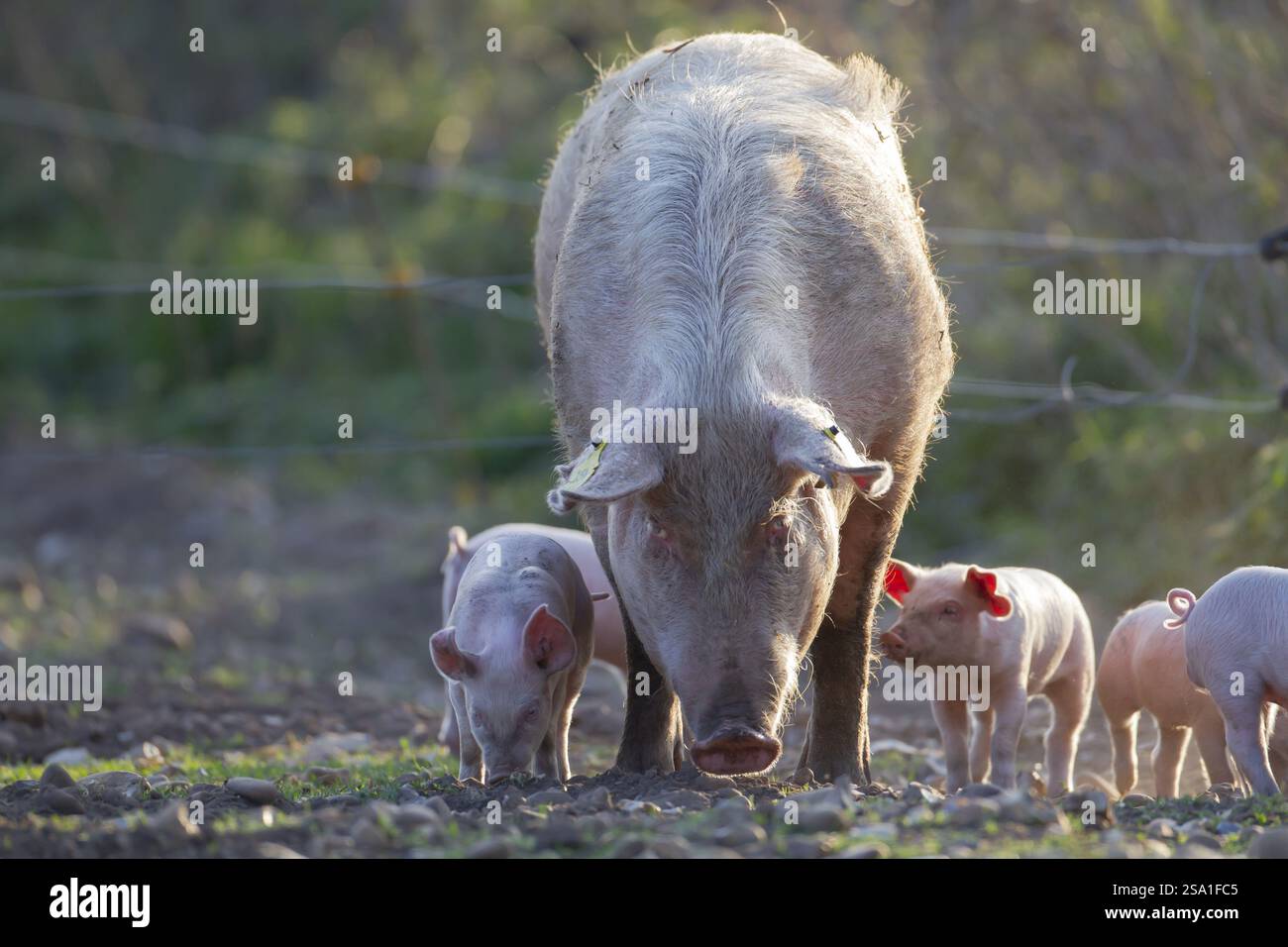 Domestic pig (Sus scrofa domesticus) adult mother and juvenile baby ...