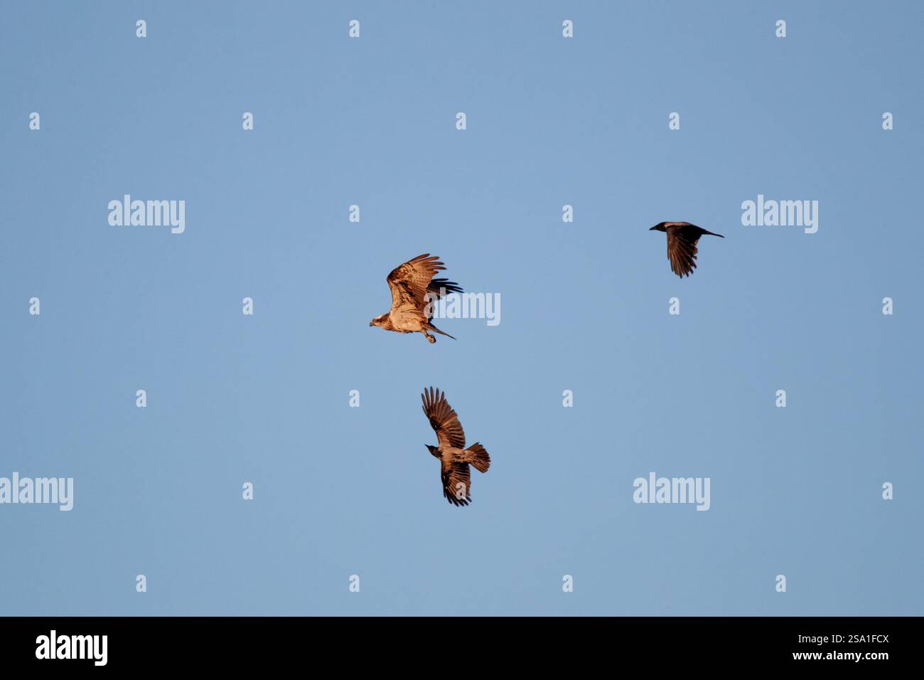 An osprey being teased by hooded crows, Mueritz region, Mecklenburg ...