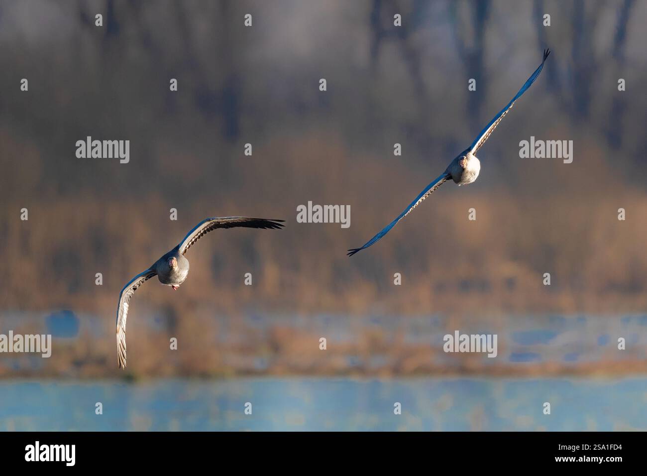 Pair of greylag geese flying together, in the Grossen Rosin Moor nature ...