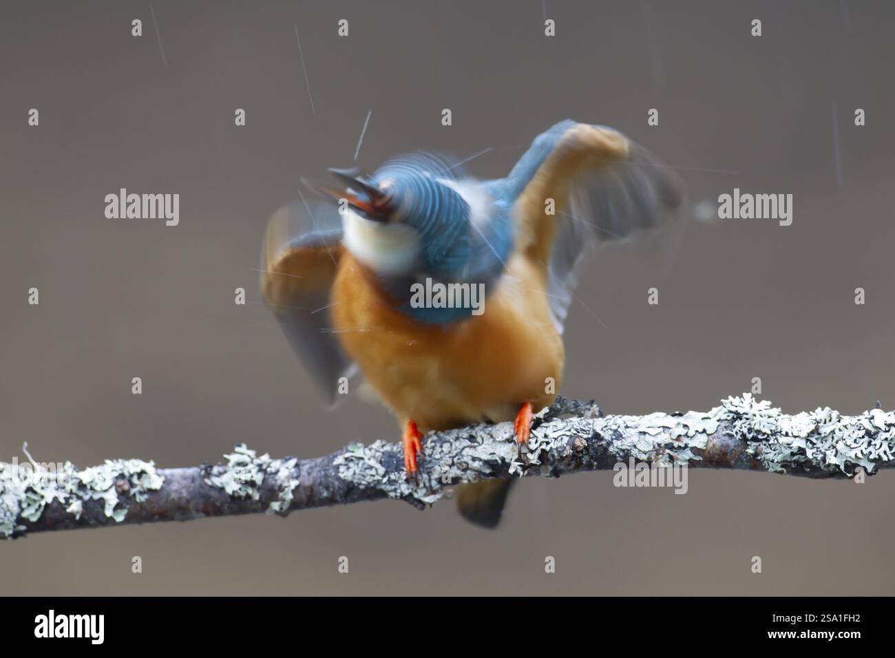 Common kingfisher (Alcedo atthis) motion blur image of an adult bird on ...