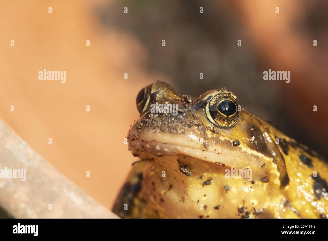 Common frog (Rana temporaria) adult amphibian in a garden plant pot ...