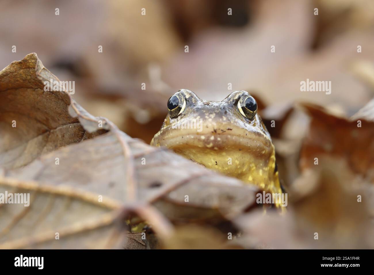 Wildlife piles of leaves hi-res stock photography and images - Alamy