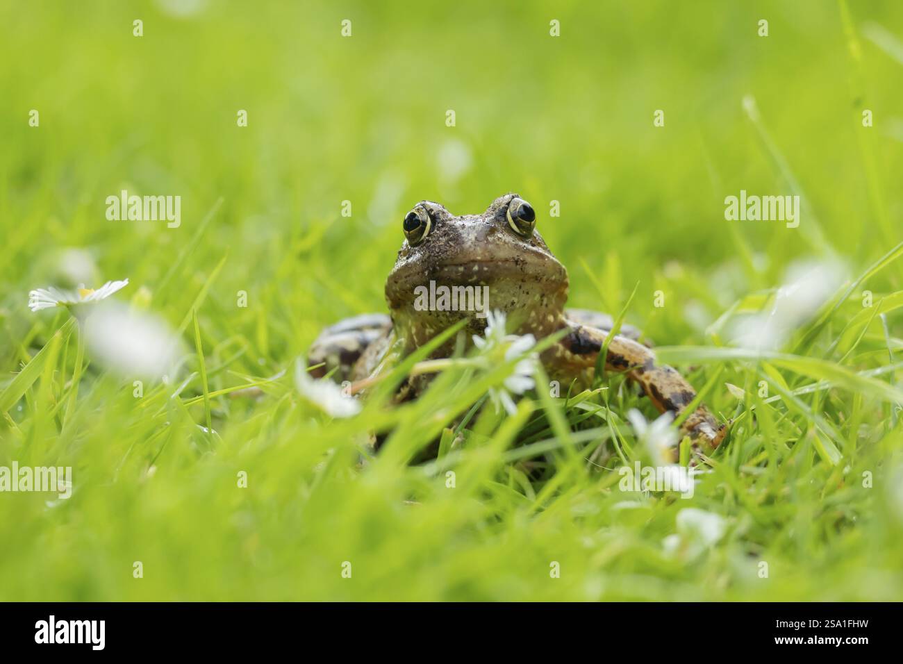 Common frog (Rana temporaria) adult amphibian on grass of a garden lawn ...
