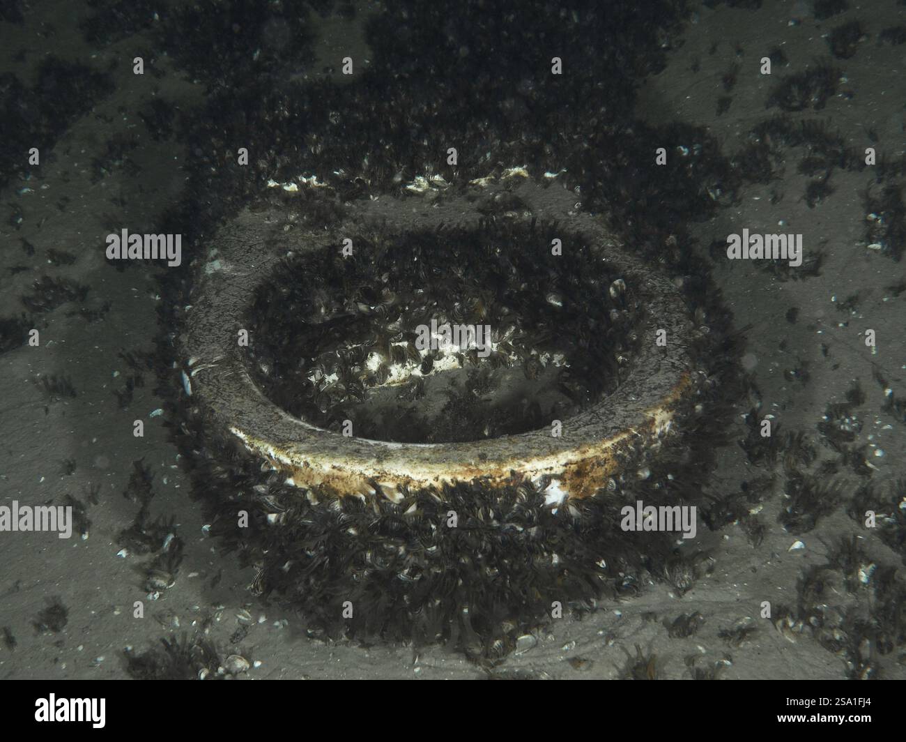 An invasive species of Quagga mussel (Dreissena rostriformis bugensis ...