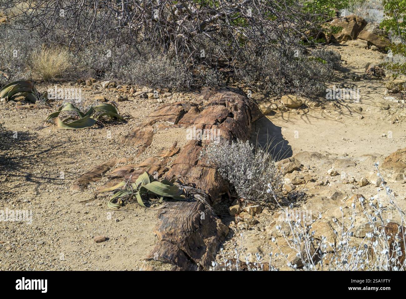 Welwitschia (Welwitschia mirabilis), petrified tree, Namibia, Africa ...
