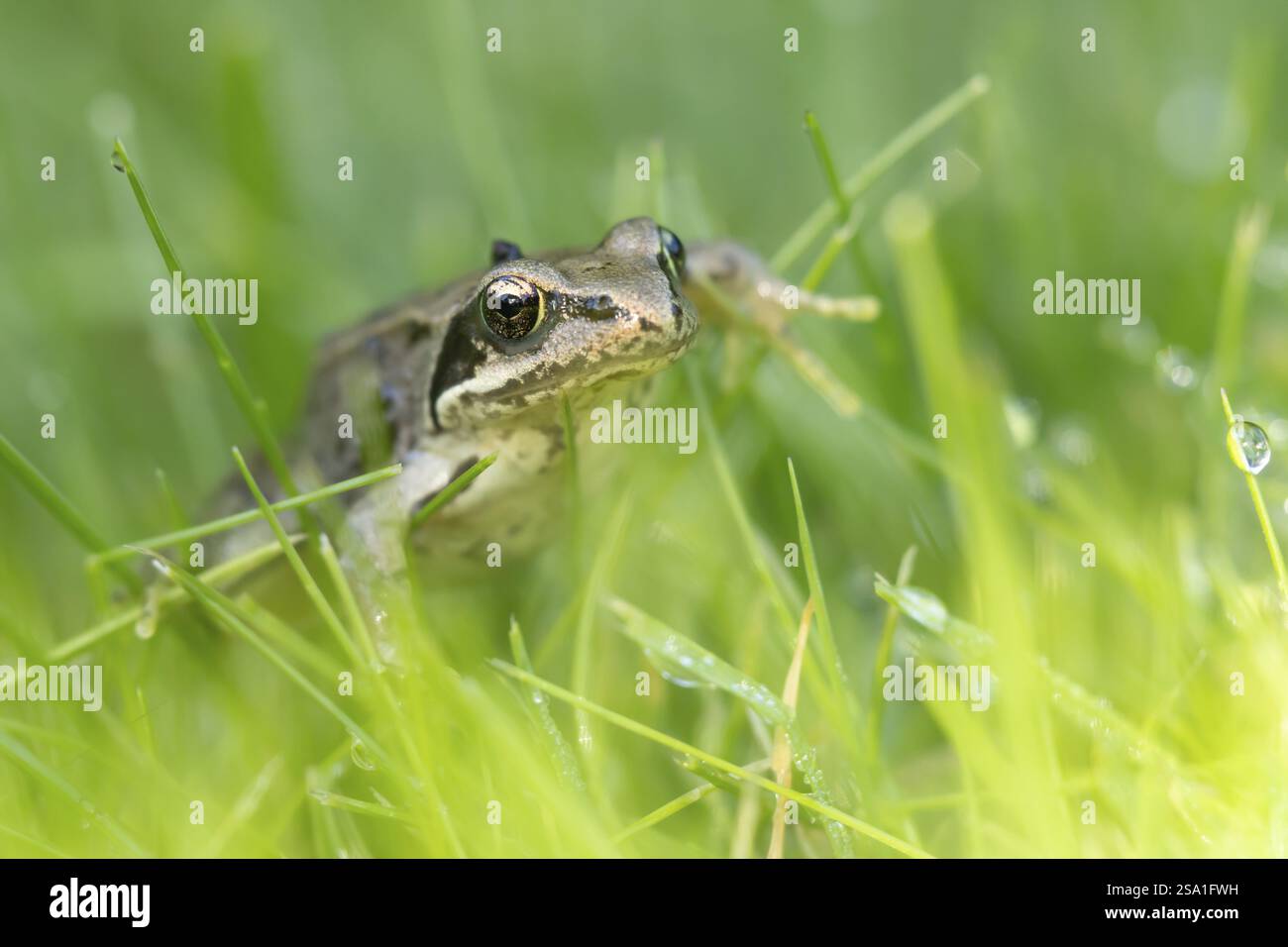 Common frog (Rana temporaria) juvenile baby amphibian walking through ...