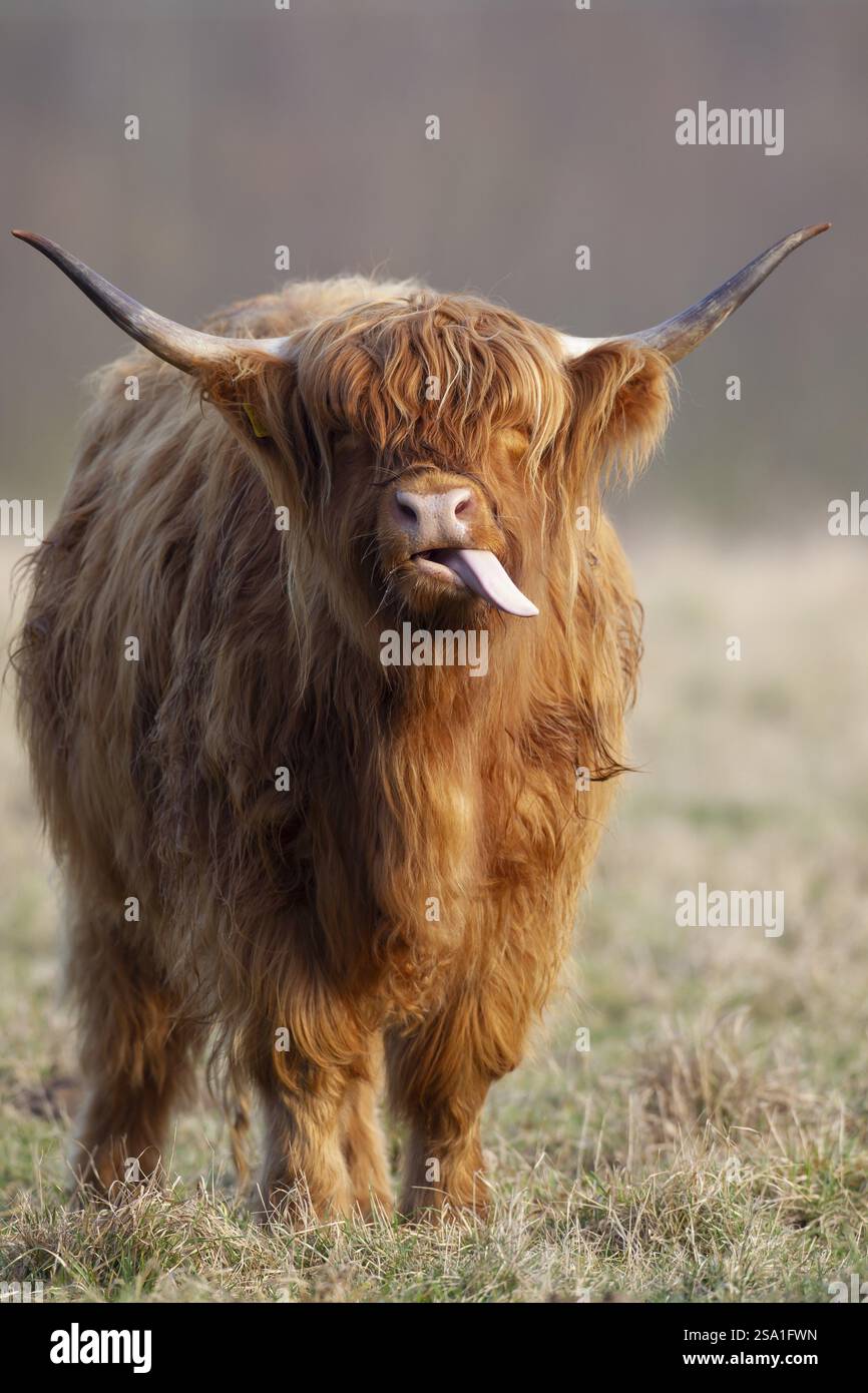 Highland cattle or cow (Bos taurus taurus) adult farm animal sticking ...
