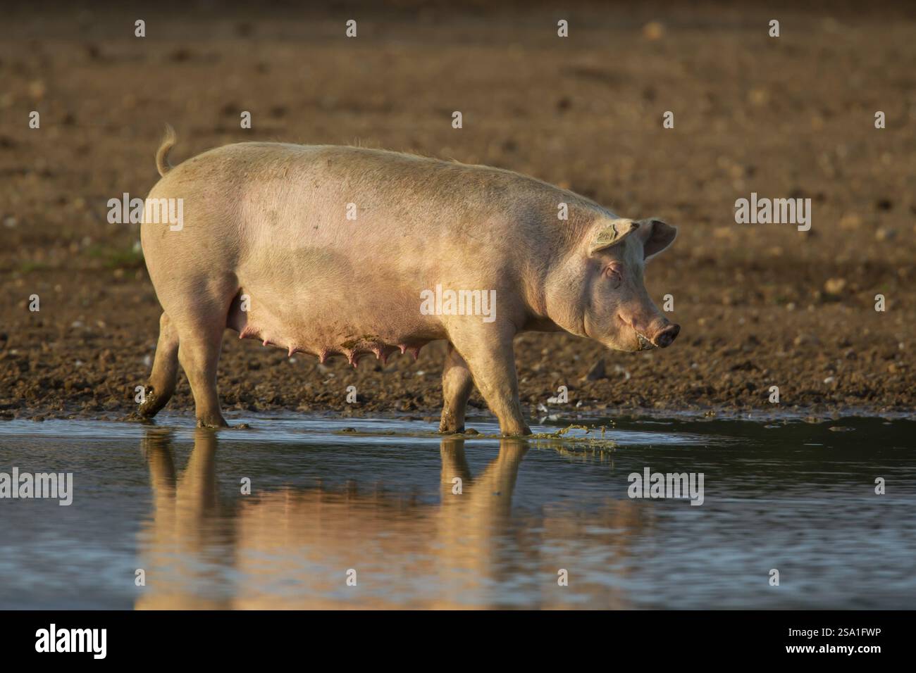 Domestic pig (Sus scrofa domesticus) adult farm animal walking in a ...