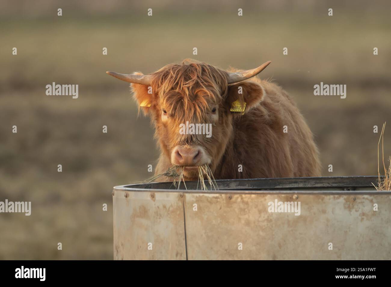 Highland cattle or cow (Bos taurus taurus) juvenile baby farm animal ...